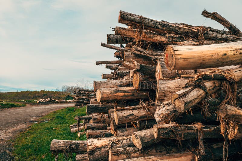 Lumber and Timber Wood Industry, Cut Down Fallen Tree Trunks Stacked ...