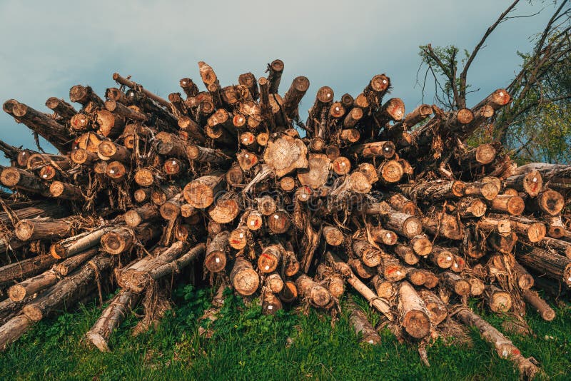 Lumber and Timber Wood Industry, Cut Down Fallen Tree Trunks Stacked ...