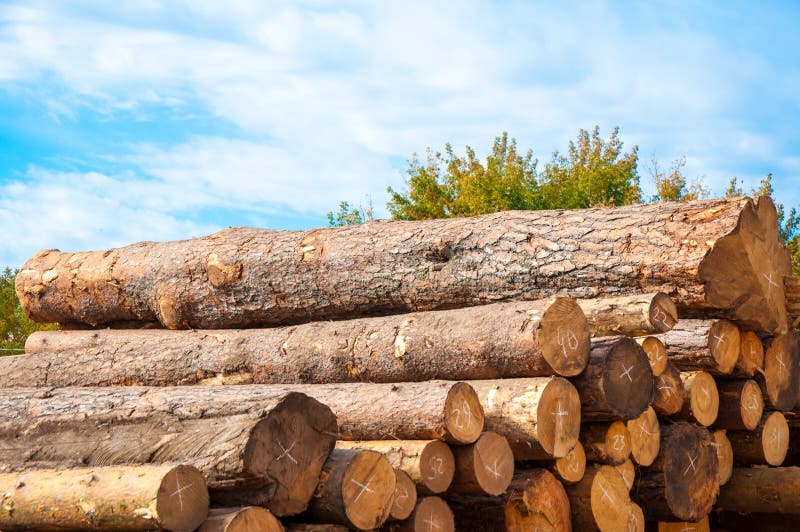 Lumber under the open sky stock image. Image of wood - 67302095