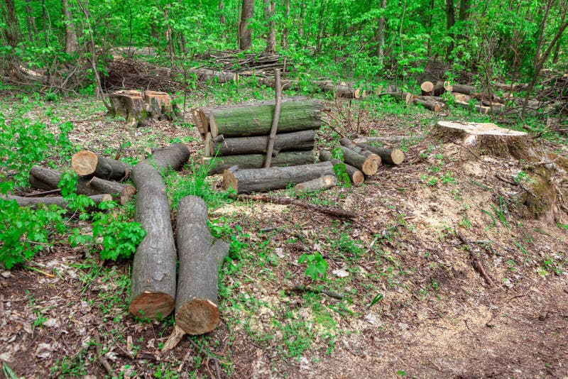 Lumber yard in the forest stock photo. Image of foliage - 244895742