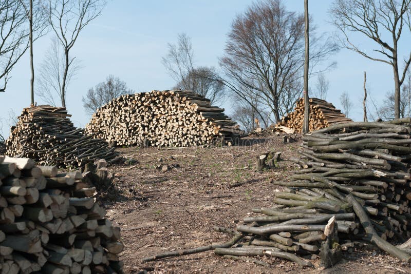 Lumbering stock image. Image of pine, stack, environment - 40015759