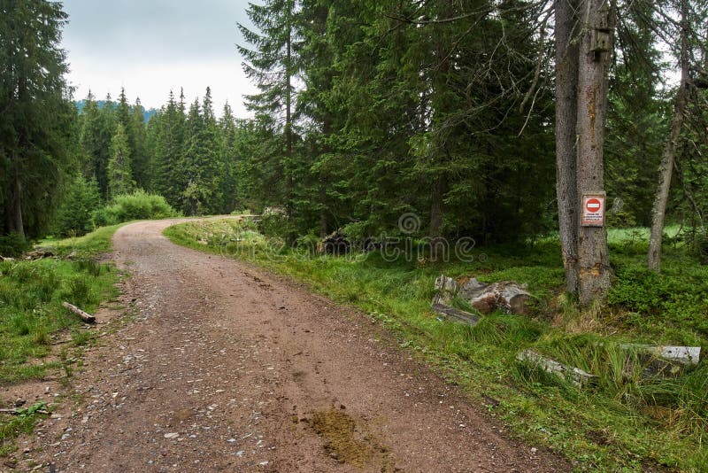 Lumbering Trail in the Forest Stock Photo - Image of hill, pine: 98908896