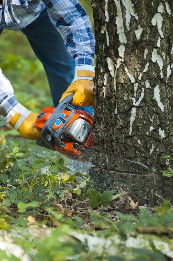 Lumberjack cutting tree stock image. Image of checked - 15245447