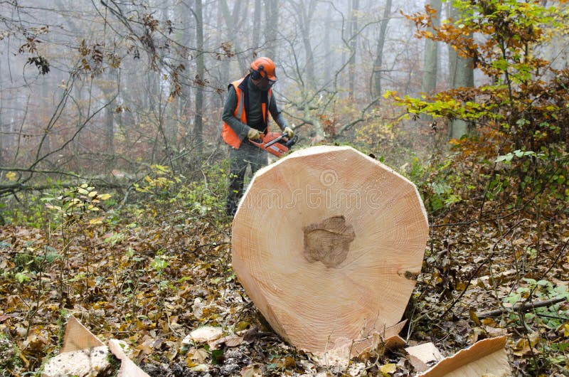 Lumberjack Cutting Down Tree Stock Photo - Image of apparel, machine ...