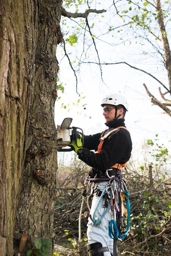 Lumberjack with Chainsaw and Harness Pruning a Tree. Stock Image ...