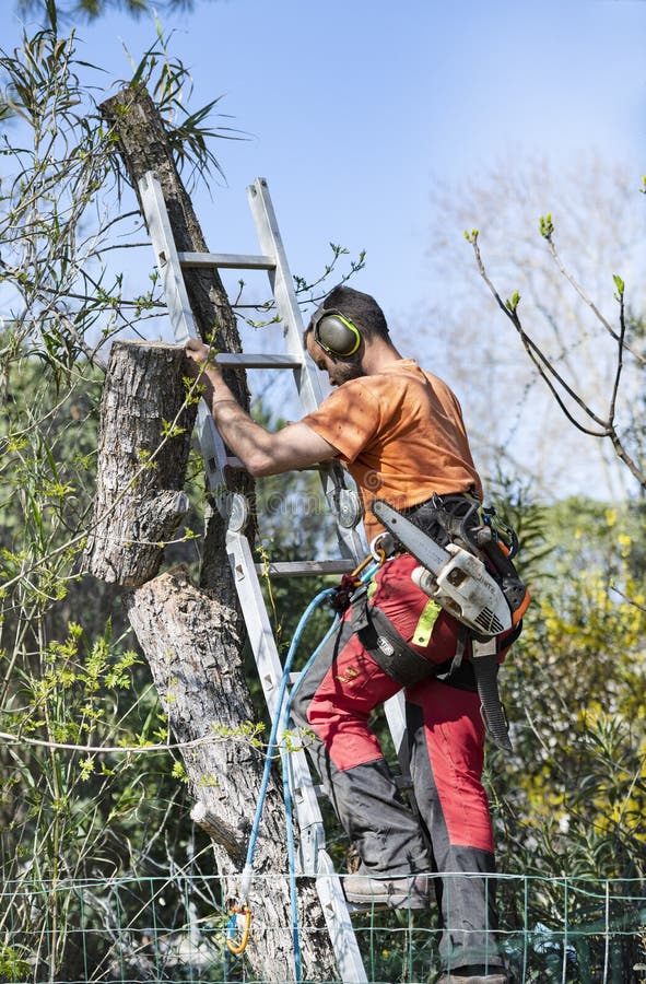 Pruning a tree stock image. Image of environment, equipment - 176020855