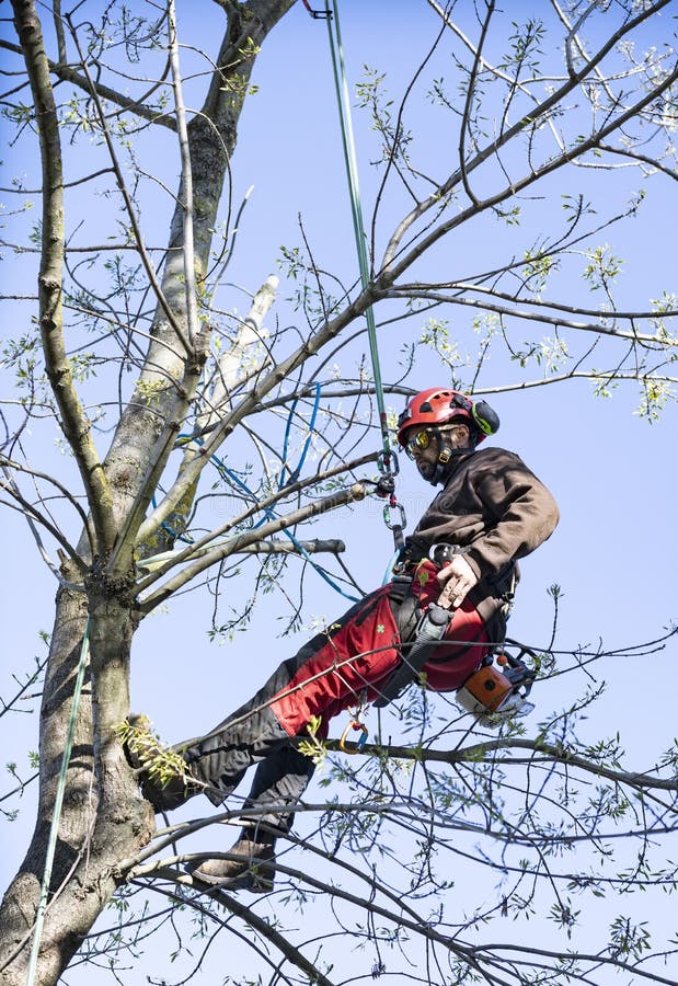 Pruning a tree stock image. Image of environment, equipment - 176020855