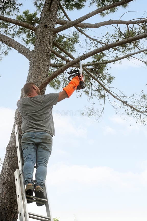 Lumberjack and chainsaw stock photo. Image of tool, chainsaw - 323658928