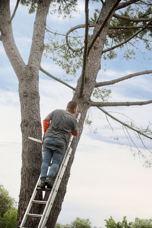 Lumberjack and chainsaw stock photo. Image of chainsaw - 324615102