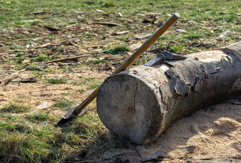 Lumberjack Chops or Cuts Tree-trunk with Axe and Wedge Stock Photo ...