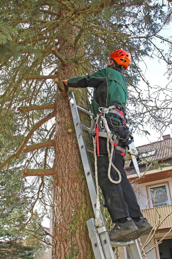 Lumberjack Climbing Up a Ladder Stock Image - Image of dangerous ...