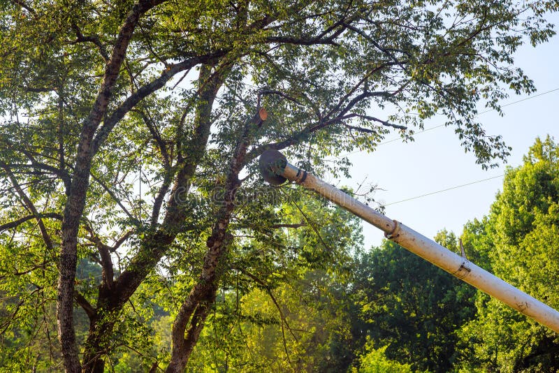 Lumberjack Cutting Branches on Tree Use a Telescopic Trimming Blade Saw ...