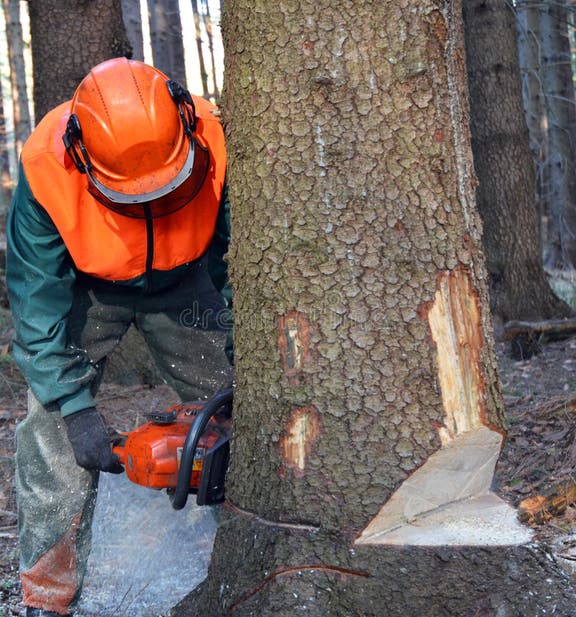 1,079 Man Cutting Down Tree Stock Photos - Free & Royalty-Free Stock ...