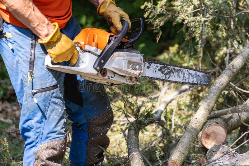 Lumberjack Cutting Log with Chainsaw in Forest Stock Photo - Image of ...