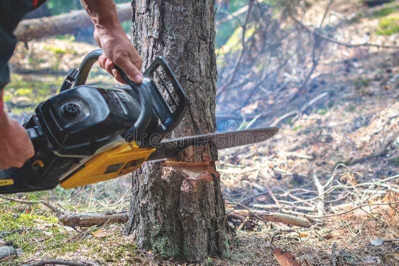 Lumberjack Cutting Pine Tree Close-up. No Face Visible. Logging, Worker ...