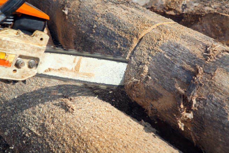 Lumberjack Cutting Teak Tree with Chainsaw Stock Image - Image of tool ...
