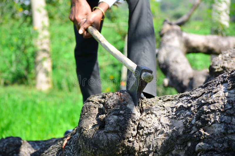 Lumberjack Cutting Tree with Axe in the Forest. Stock Photo - Image of ...