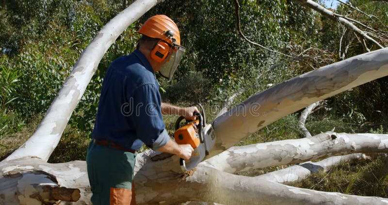 Lumberjack is Cutting a Tree with a Chainsaw Stock Footage - Video of ...