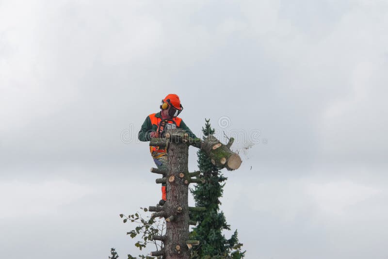 Lumberjack cutting a tree stock image. Image of dust - 88920915