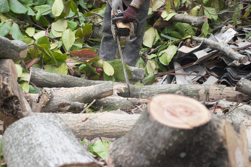 Lumberjack Cutting a Tree with a Chainsaw, Close-up Stock Photo - Image ...