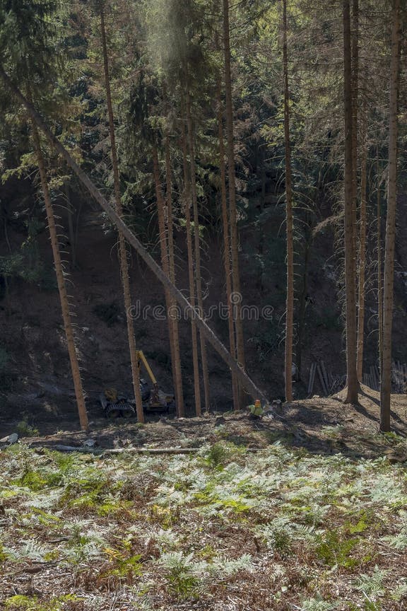 Lumberjack cutting tree editorial stock image. Image of blade - 141165659
