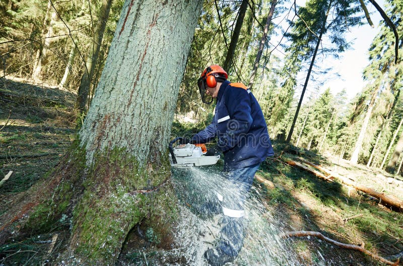 Lumberjack Cutting Down Tree Stock Photo - Image of apparel, machine ...