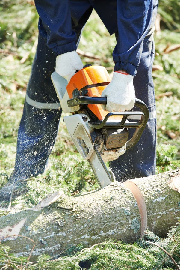 Lumberjack Cutting Tree in Forest Stock Image - Image of protective ...
