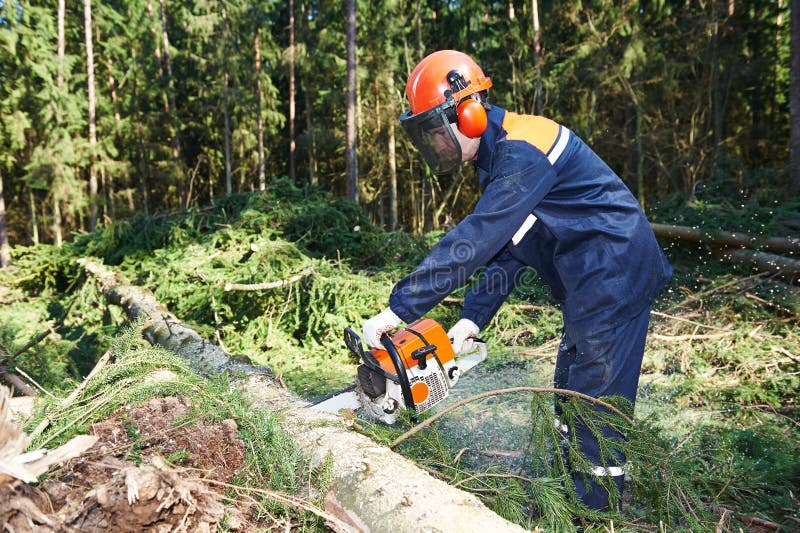 Lumberjack Cutting Tree in Forest Stock Photo - Image of industry ...
