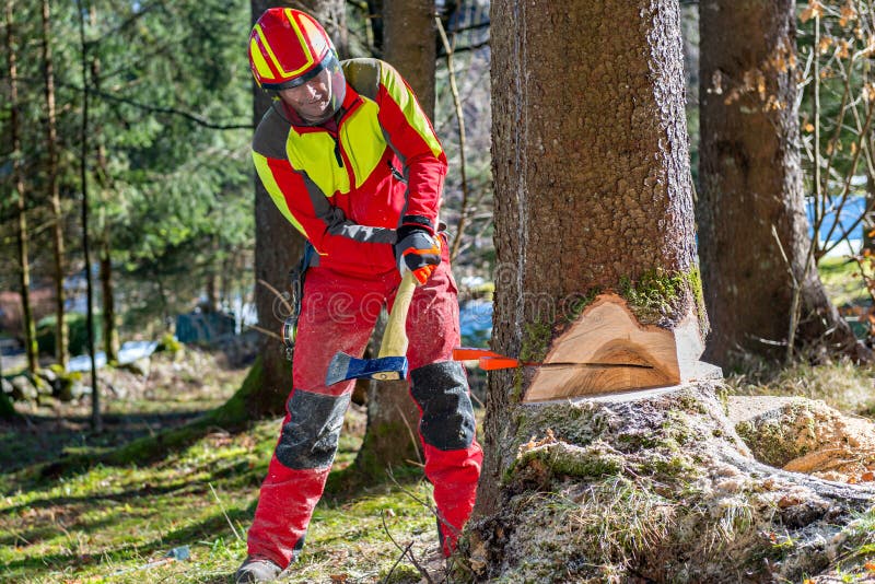 Worker Felling the Tree with Chainsaw Stock Photo - Image of electric ...