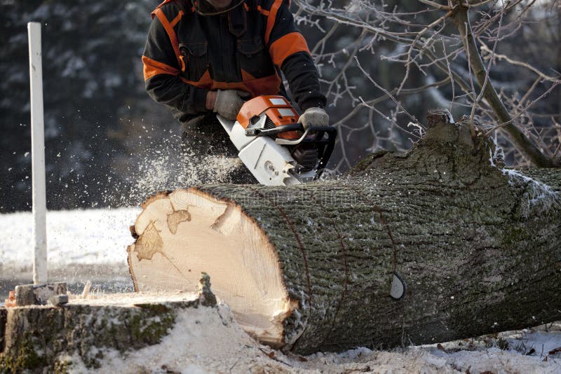 Lumberjack Cutting Down Tree Stock Photo - Image of apparel, machine ...