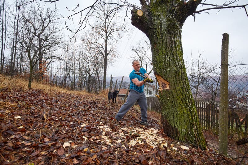 Lumberjack Felling a Big Tree Stock Photo - Image of farming, single ...
