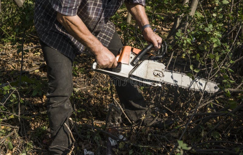 Lumberjack Logger Worker in Cutting Firewood Timber Tree in Forest with ...