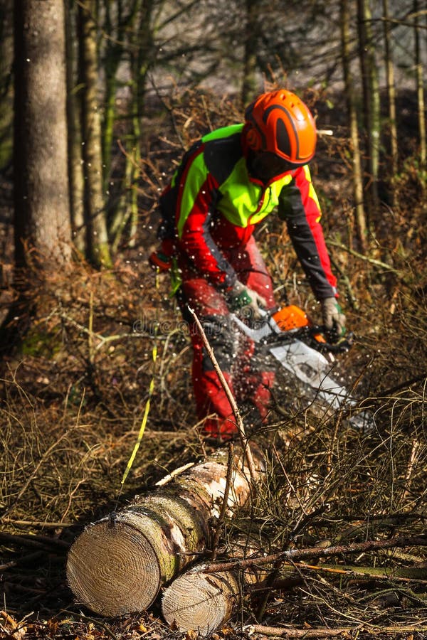 Lumberjack stock photo. Image of wood, sawing, firewood - 55470352