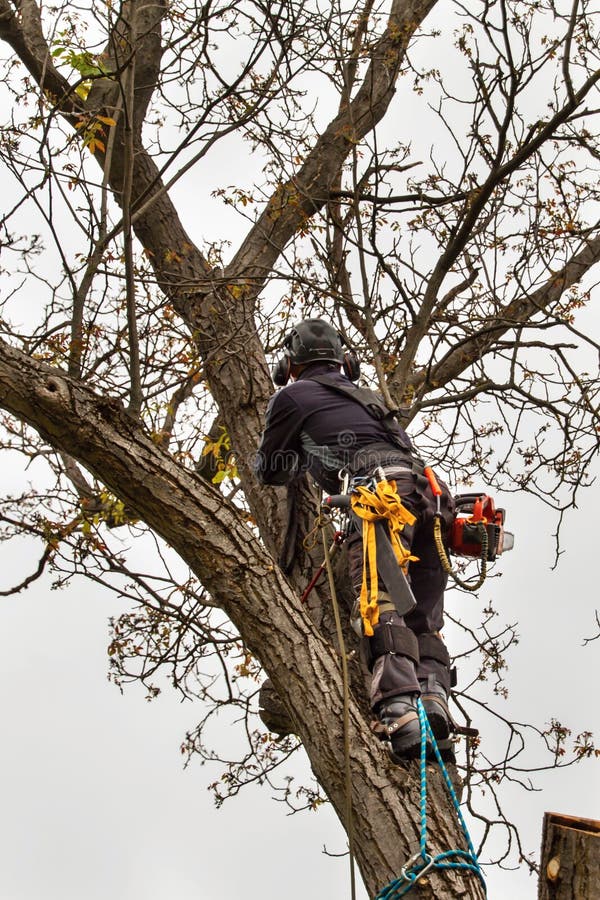Lumberjack with Saw and Harness Pruning a Tree. Arborist Work on Old ...