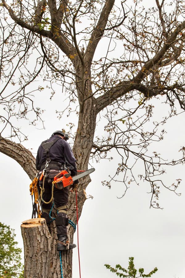 Lumberjack with Saw and Harness Pruning a Tree. Arborist Work on Old ...