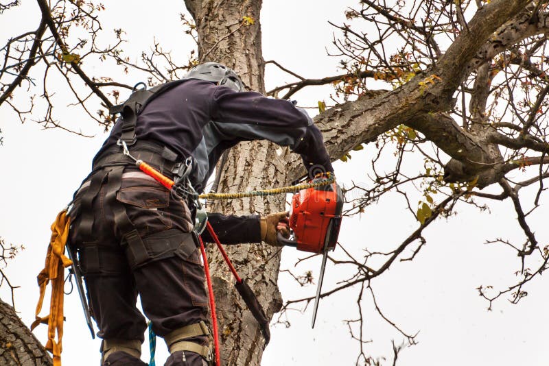 Lumberjack with Saw and Harness Pruning a Tree. Arborist Work on Old ...