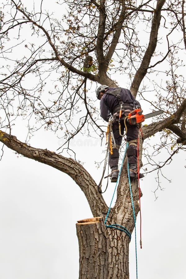Lumberjack with Saw and Harness Pruning a Tree. Arborist Work on Old ...