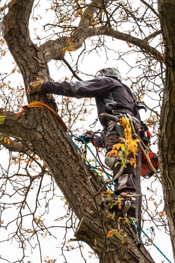 Lumberjack with Saw and Harness Pruning a Tree. Arborist Work on Old ...