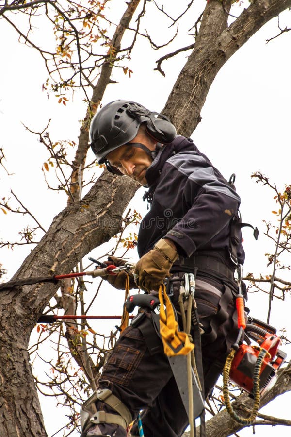 Lumberjack with Saw and Harness Pruning a Tree. Arborist Work on Old ...