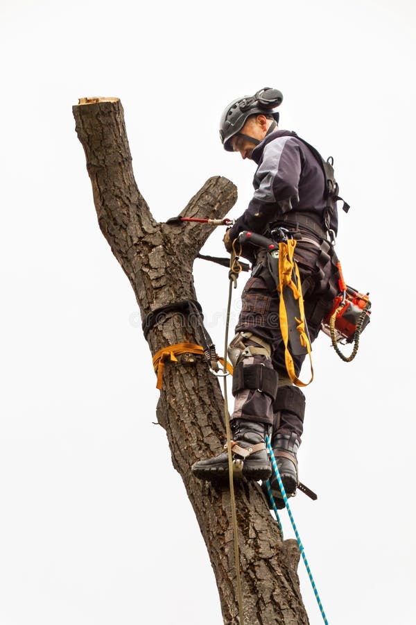 Lumberjack with Saw and Harness Pruning a Tree. Arborist Work on Old ...