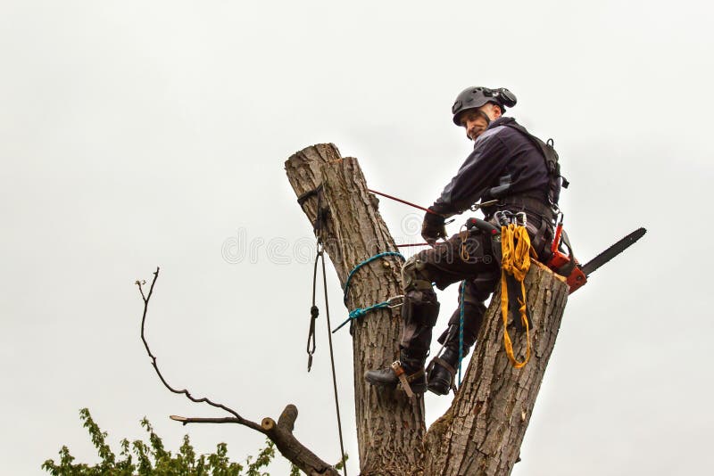 Lumberjack with Saw and Harness Pruning a Tree. Arborist Work on Old ...