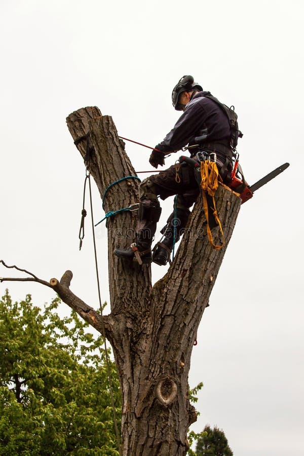 Lumberjack with Saw and Harness Pruning a Tree. Arborist Work on Old ...