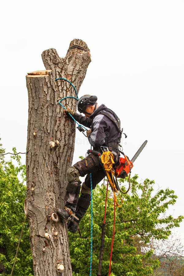 Lumberjack with Saw and Harness Pruning a Tree. Arborist Work on Old ...