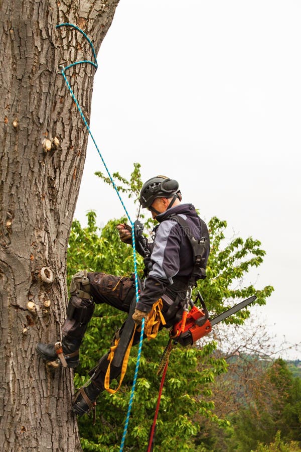 Arborist Using a Chainsaw To Cut a Walnut Tree. Lumberjack with Saw and ...