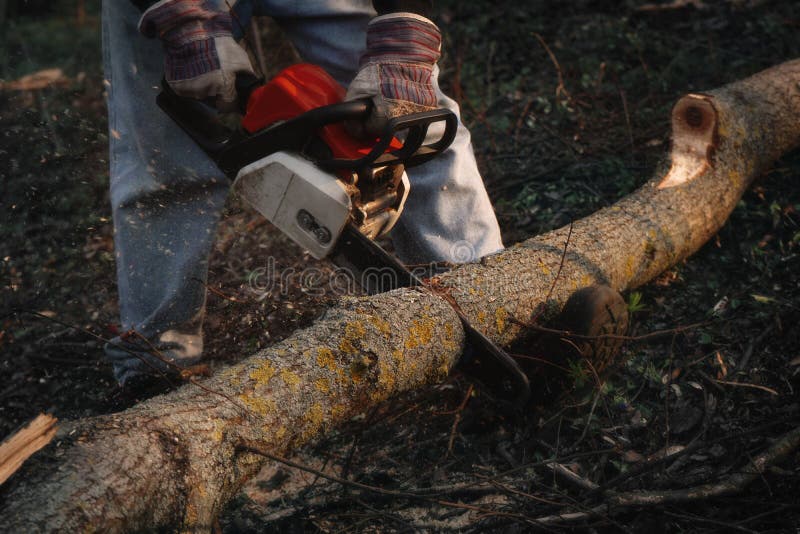 Lumberjack Sawing a Tree with a Chainsaw in a Forest Stock Photo ...