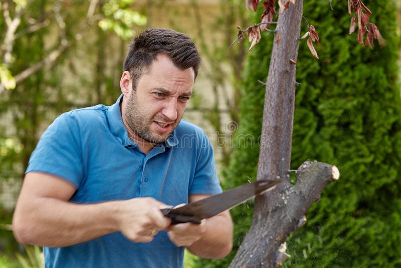 Lumberjack Sawing a Tree with a Saw. a Man Cuts Trees with a Saw and ...