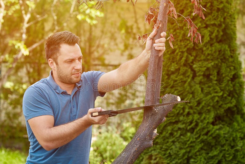 Lumberjack Sawing a Tree with a Saw. a Man Cuts Trees with a Saw and ...