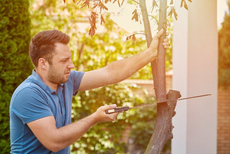Lumberjack Sawing a Tree with a Saw. a Man Cuts Trees with a Saw and ...