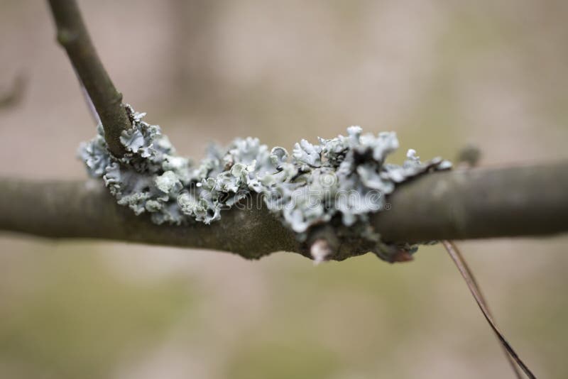 Lumberjack on a Tree Branch in Spring Stock Photo - Image of growth ...