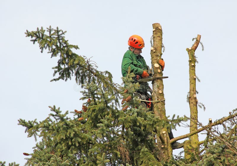 Tree climber and logger stock image. Image of forest - 10182943